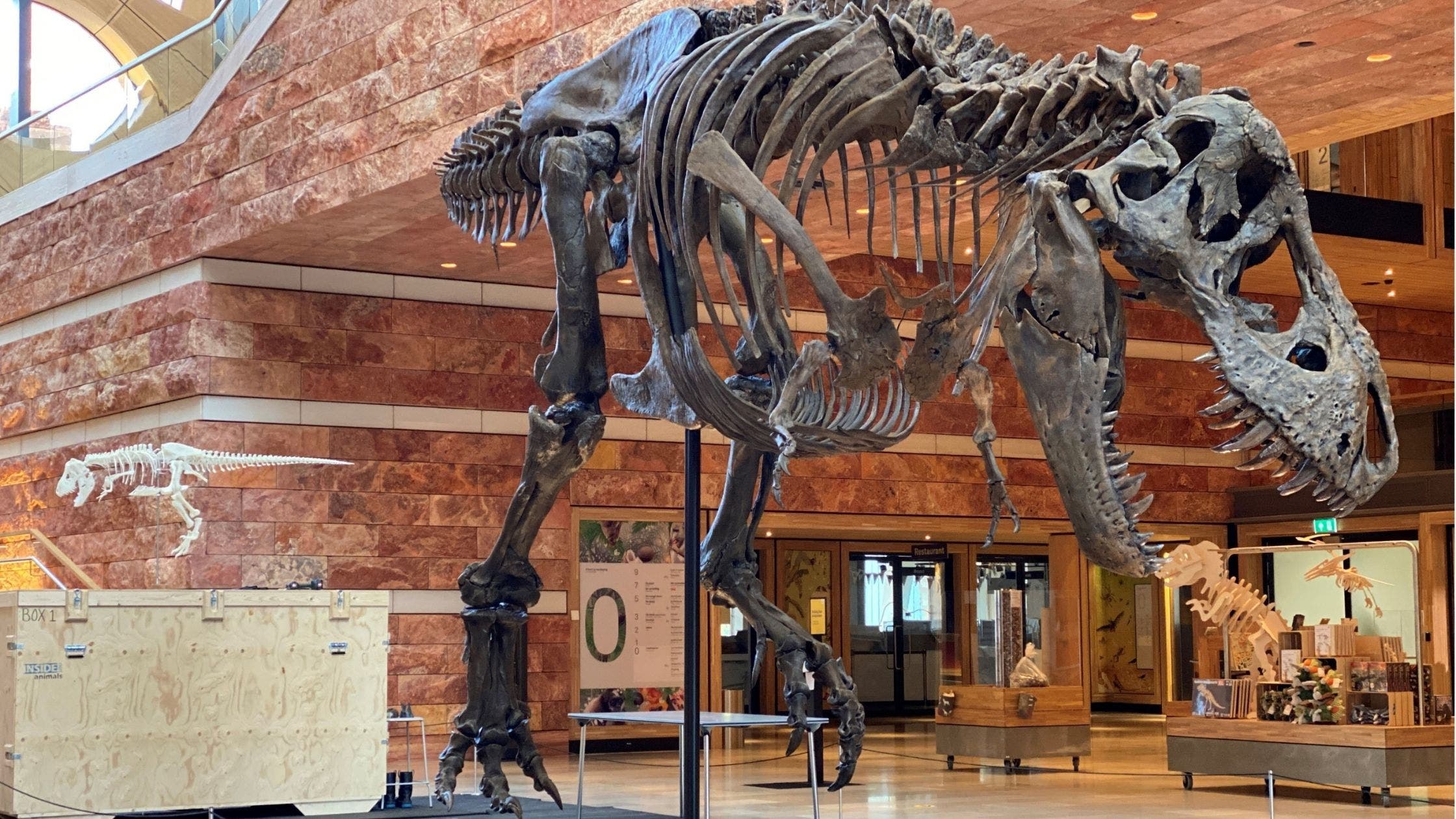 Naturalis 3D Prints T. Rex Replica for Japan - Additive-X